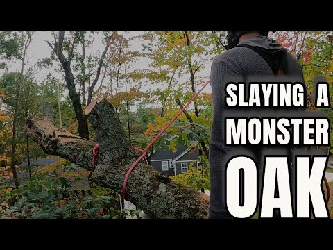 Crooked Oak Removal: Intense Tree Removal Project - YouTube