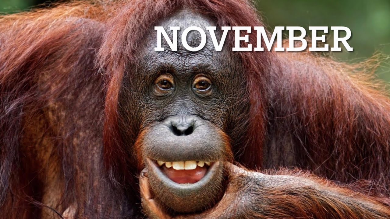 Your birth month Your spirit animal Jan-Dec - YouTube