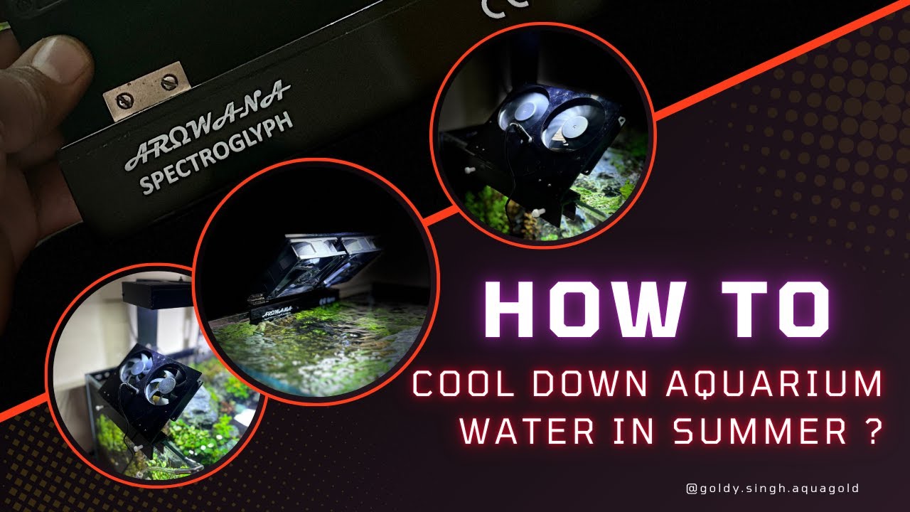 How to cool down Aquarium water temperature in summer? - YouTube