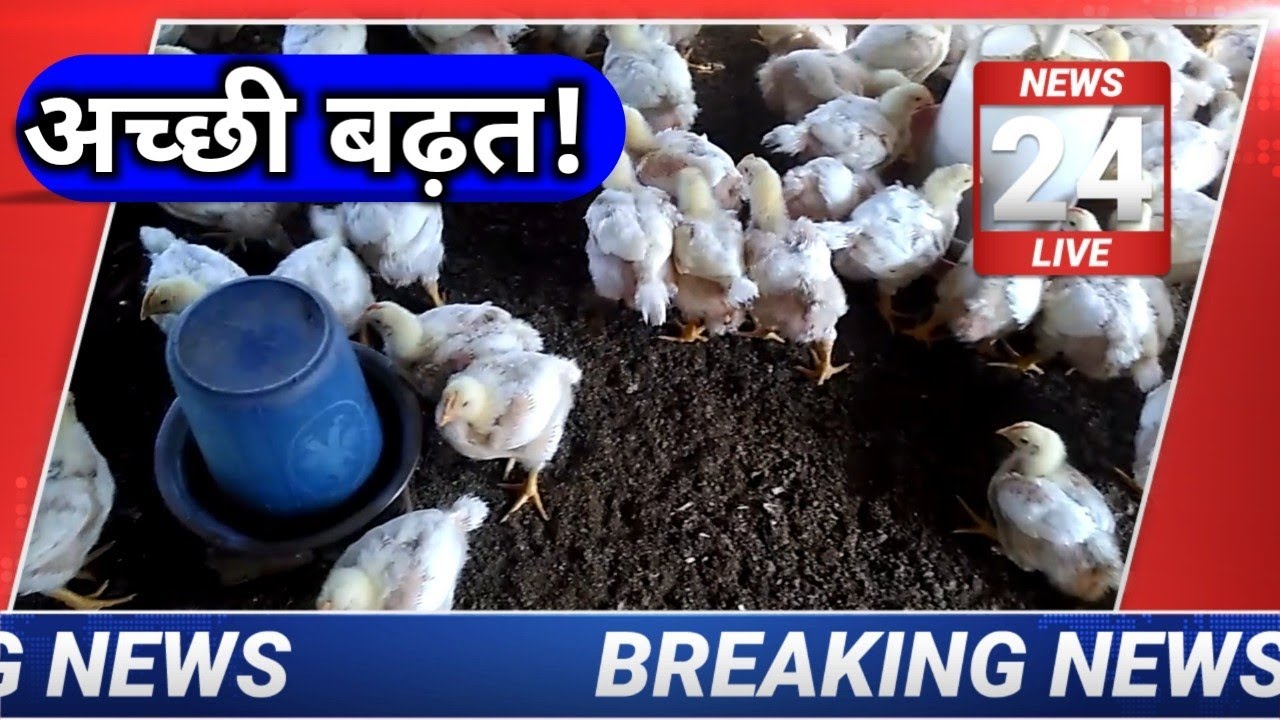 ज़बरदस्त बढ़त! poultry rate today | chicken rates today | aaj ka thok ...