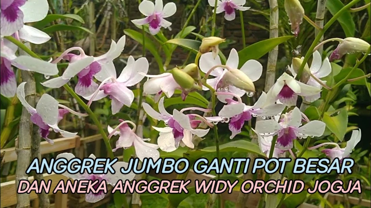 Anggrek Jadul Jumbo Ganti Pot Besar, dan Update Anggrek Widy Orchid ...