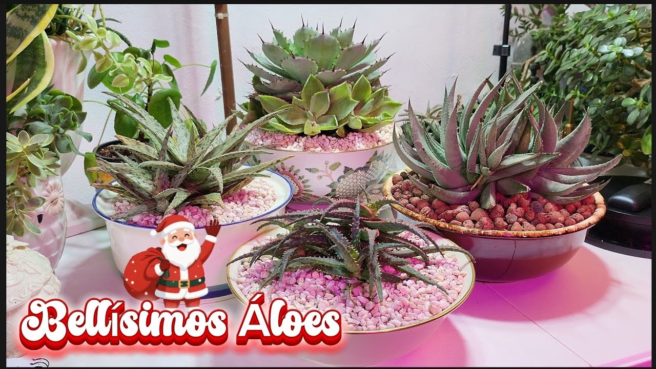 Cuidados y Reproducion de Aloes/Te muestro mis Aloes #1 parte - YouTube