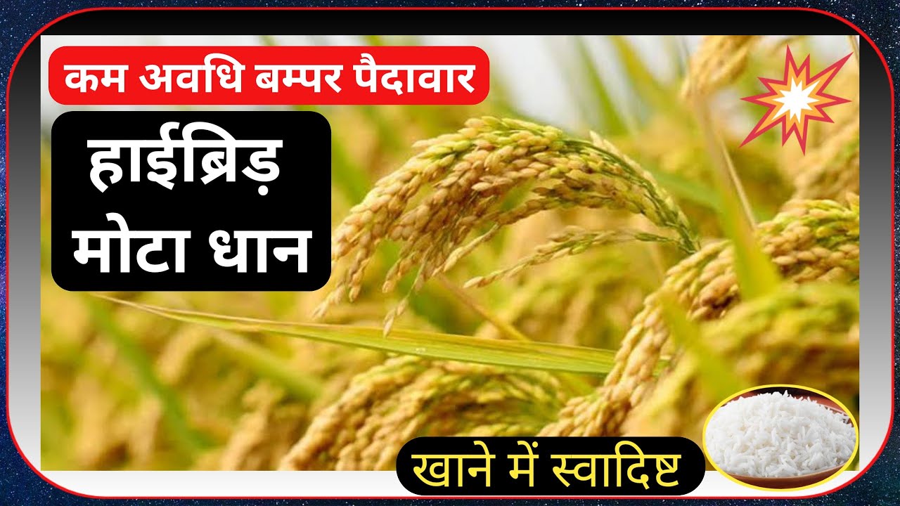 हाईब्रिड धान की टाँप बैरायटी||Hybrid Dhan Ki Top Variety||Dhan Ki ...