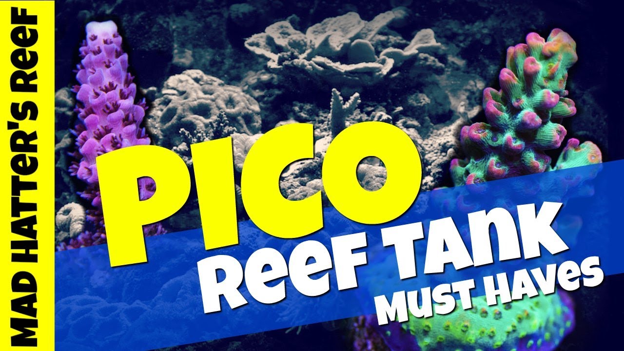 5 PICO Reef Tank Must Haves - YouTube