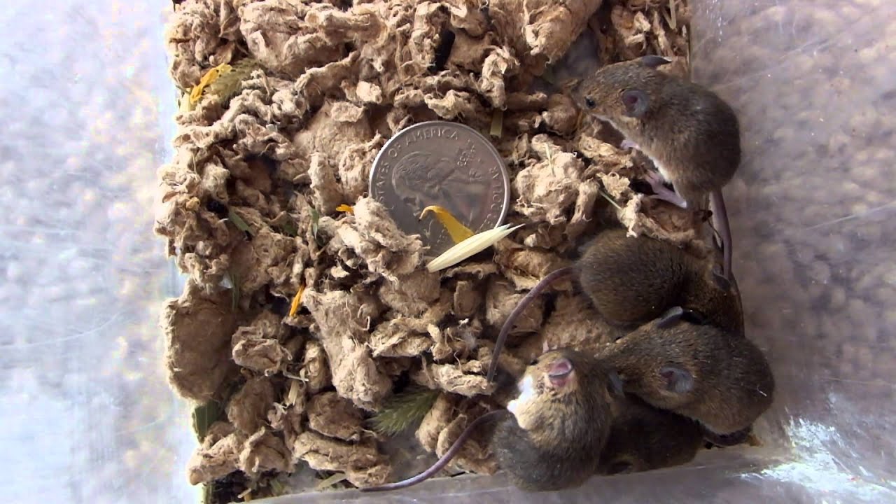 African pygmy mouse babies - YouTube