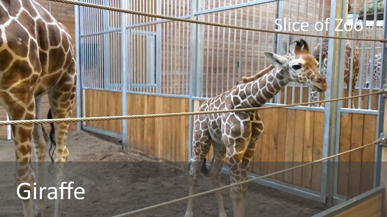 Giraffe indoor enclosure eating - YouTube