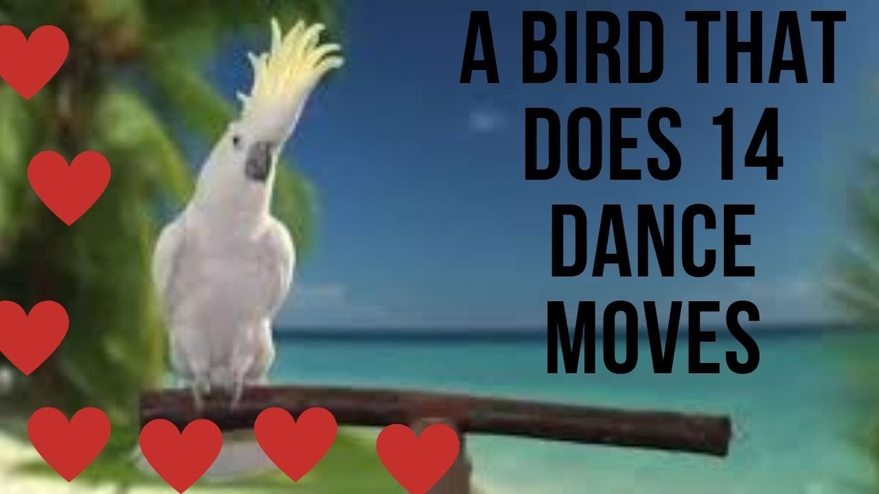 14 DANCE MOVES OF COCKATOO | compilation video | scientist discover ...
