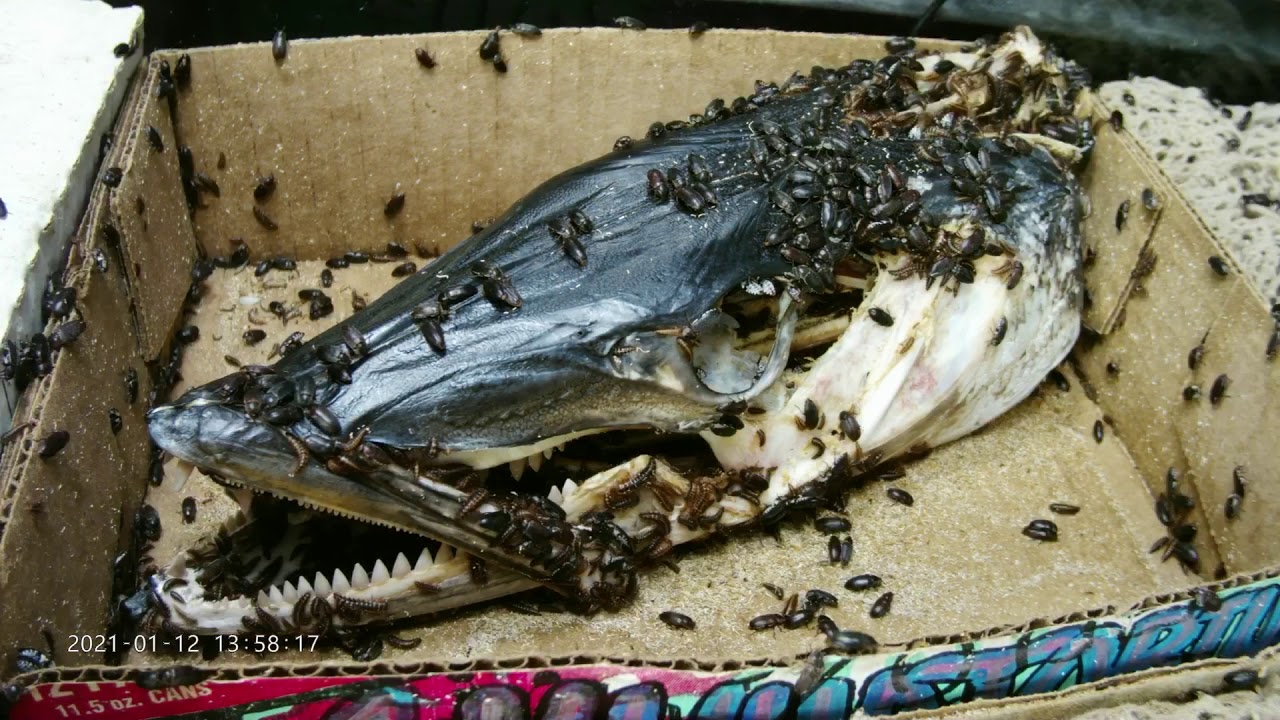 Thousands of flesh eating beetles devour baraccuda - YouTube