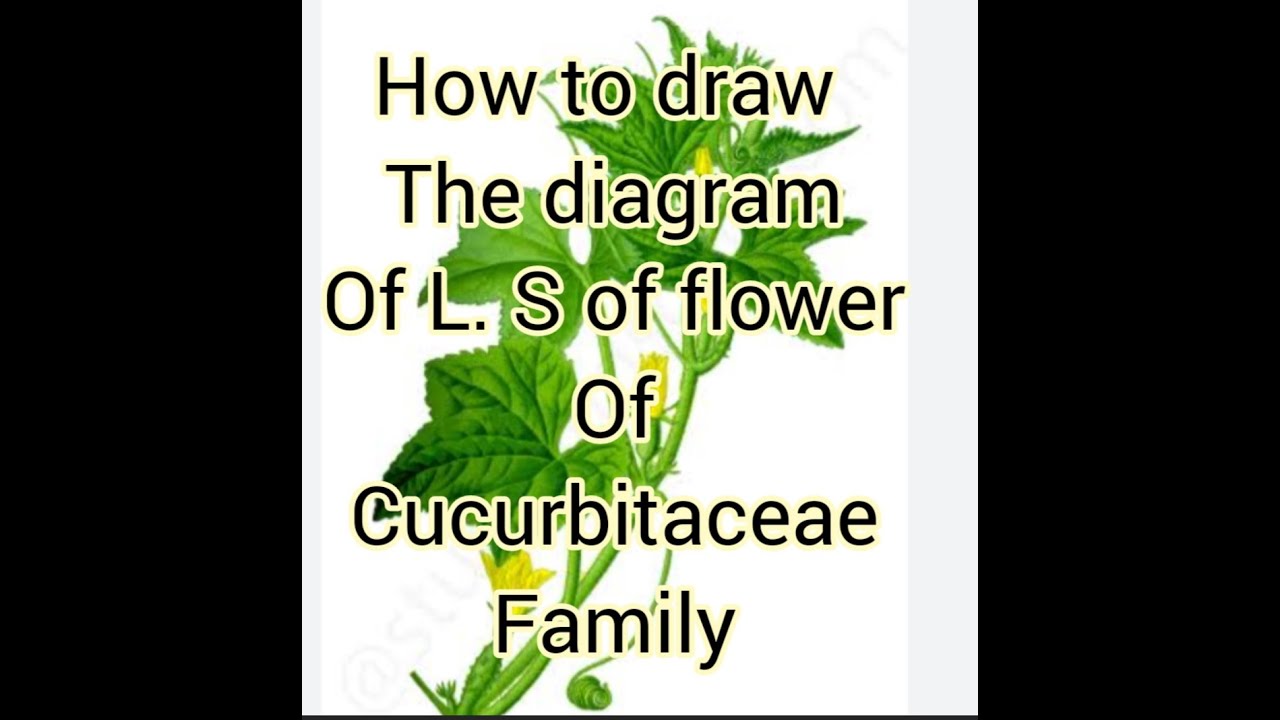 How to draw the diagram of L. S of flower|cucurbitaceae family| - YouTube