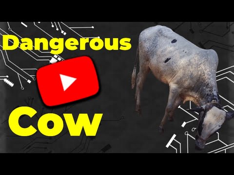 Dangerous Cow 🐄 Official Video. Official channel Ehsan Sadiq Vlog ...
