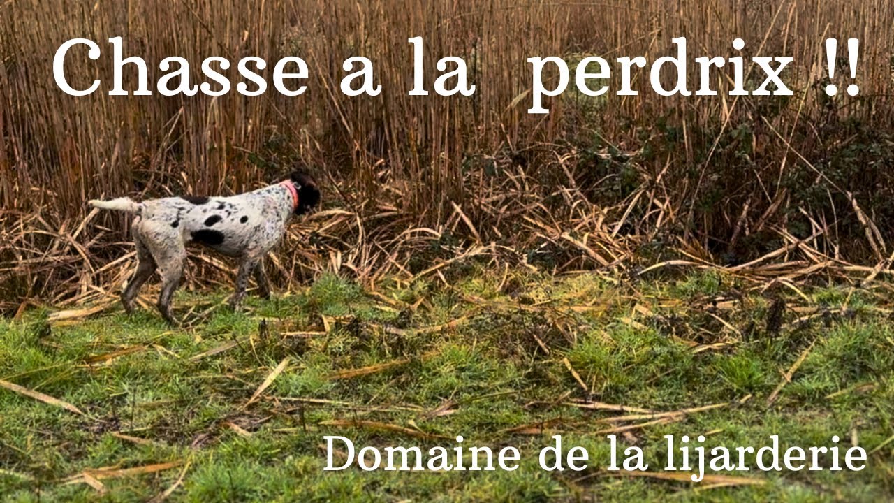 CHASSE PERDRIX au chien d'arret (domaine de la lijarderie 2024) - YouTube