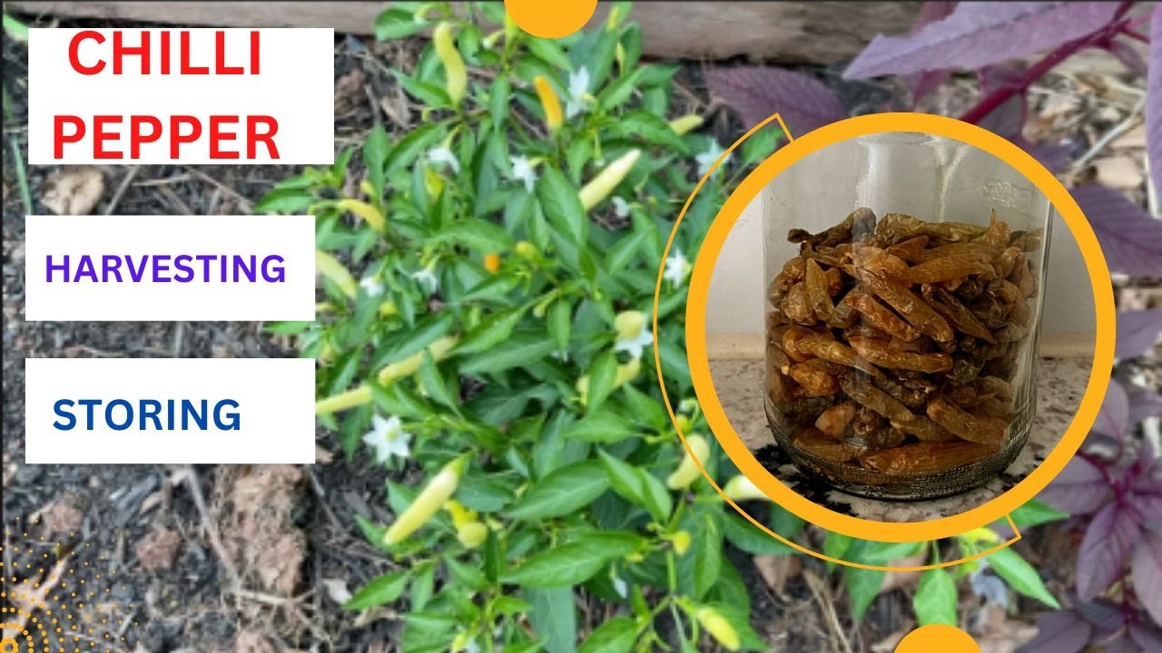 Chilli Pepper II Harvesting and Storing - YouTube