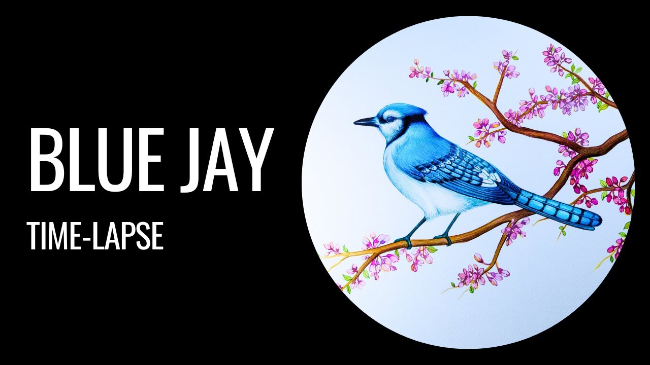 From Stillness to Flight: Blue Jay Water Color & Ink Time-lapse | 4K ...