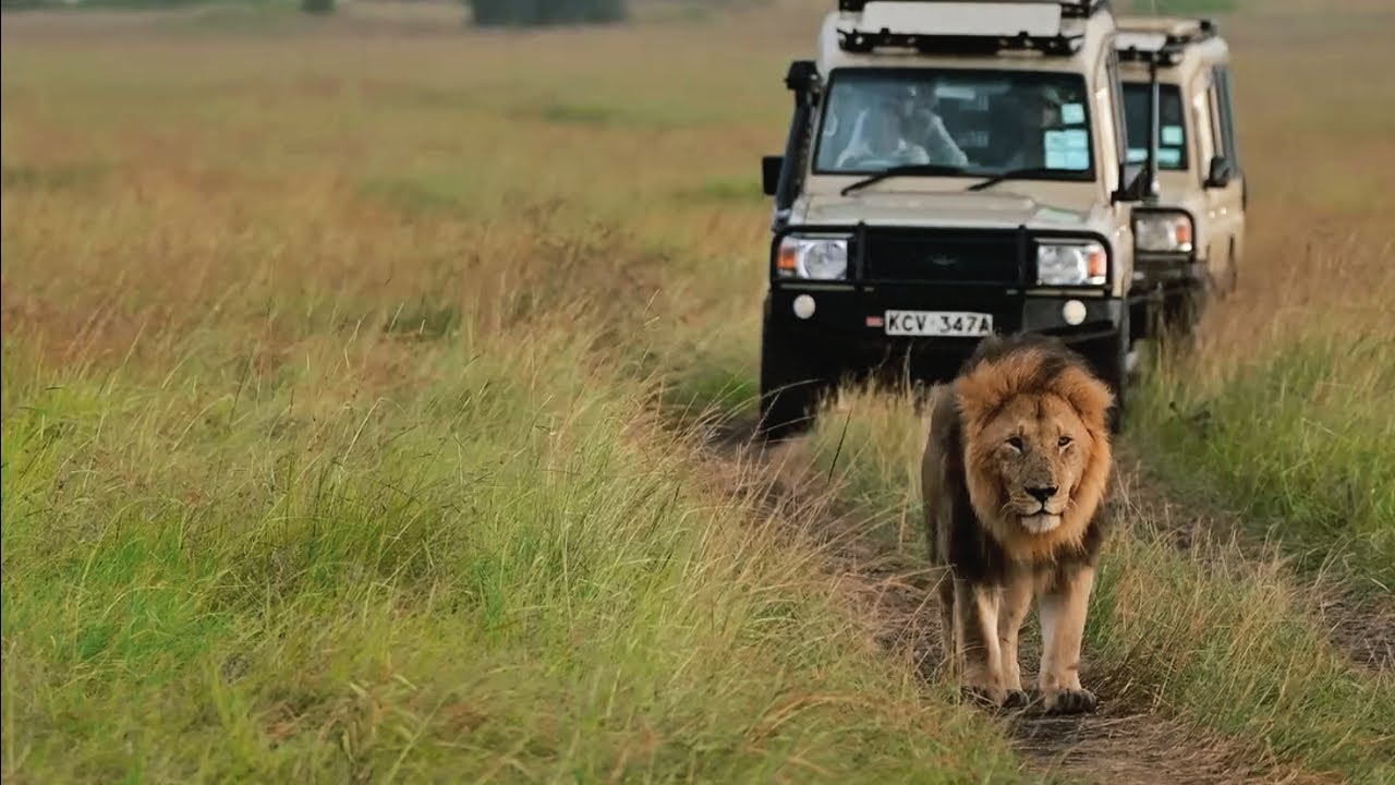 Oloshipa Black Rock Male Lion on patrol | Masaimara | 12 January 2025 ...