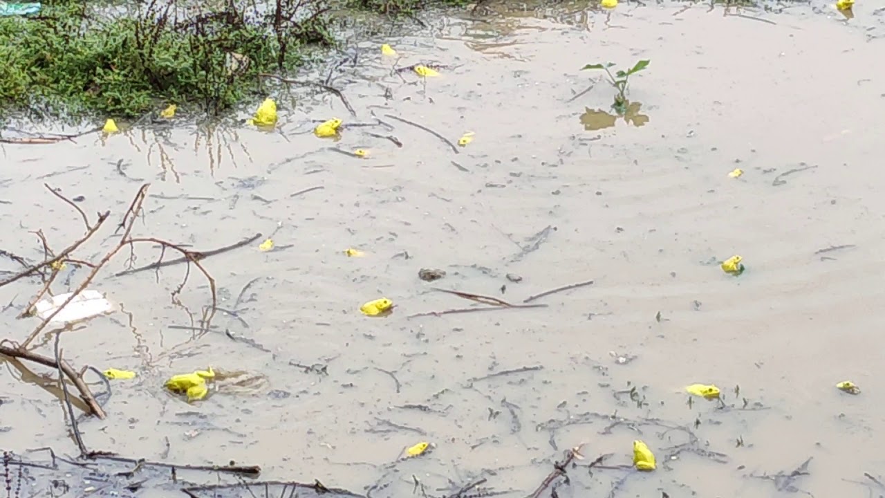 Rare Yellow Frog Wonderful Indian Bullfrog Video | Frog Sounds - YouTube