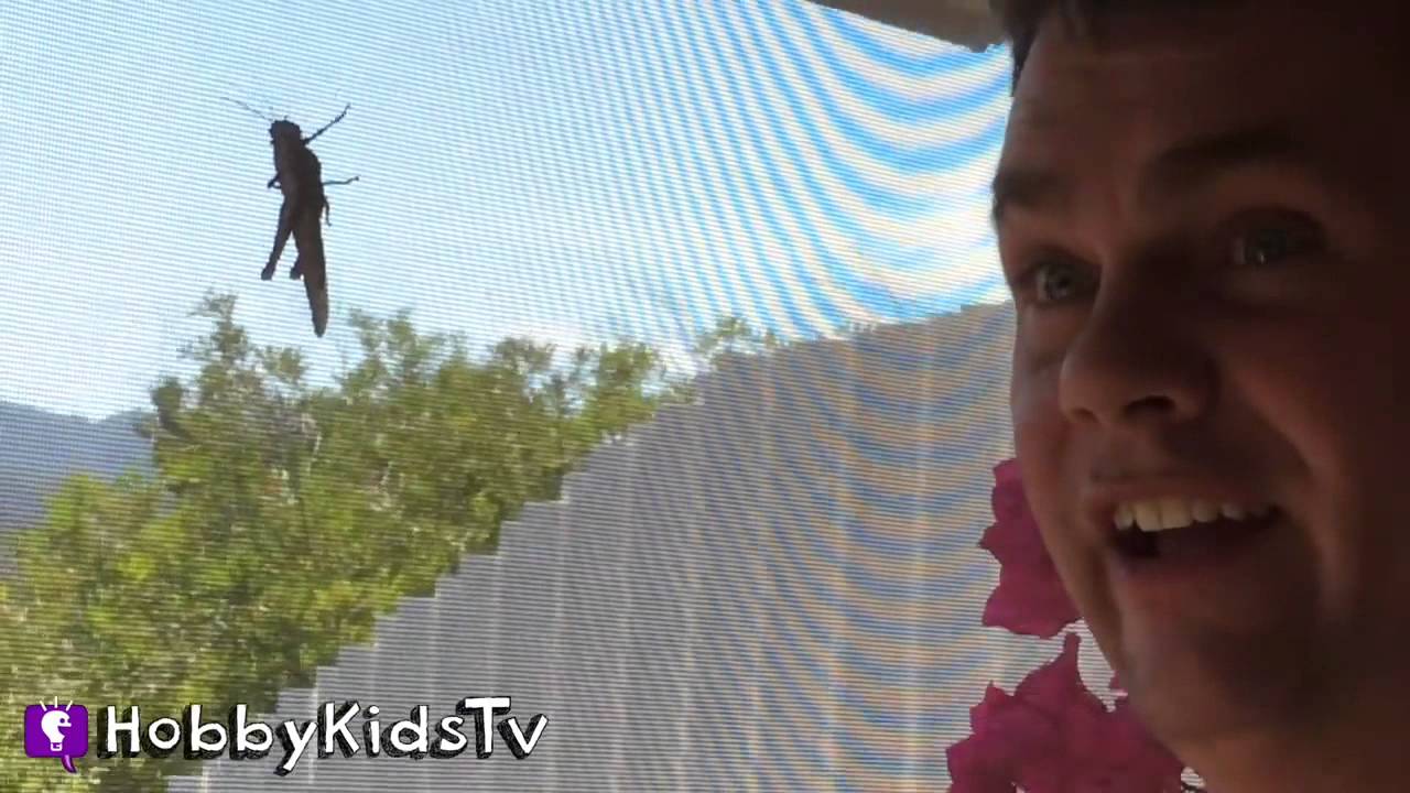 Weird Scary BUGS in Our House! Gross Insects + Scared HobbyMom Reaction ...