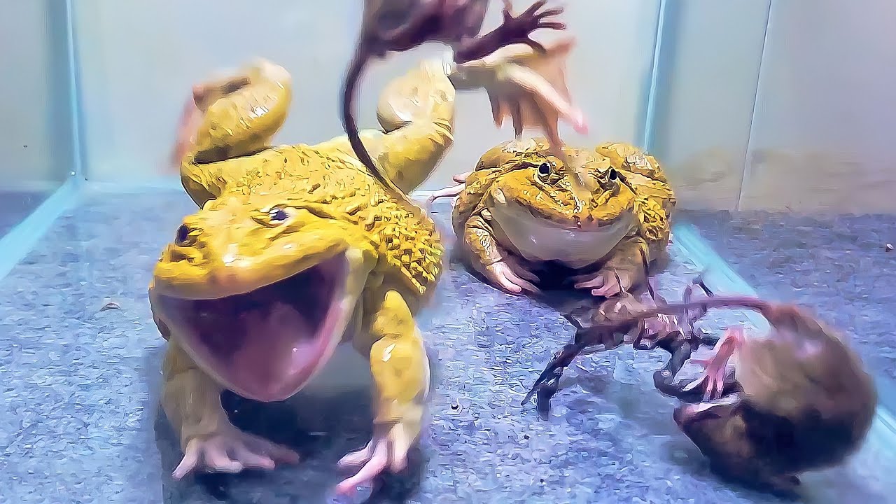 Giant Bullfrog Eats Big Scorpion And Mouse! Asian Bullfrog Live Feeding ...