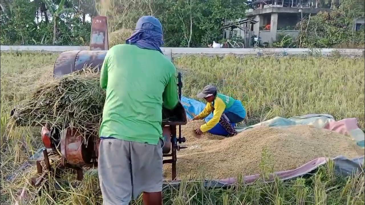 Mano-manong Pag-aani sa Probinsiya - YouTube