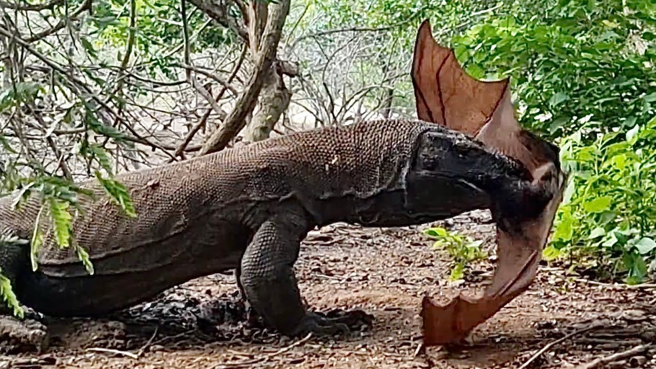 How Dragons Catch Baby Bats That Fall From Trees - YouTube