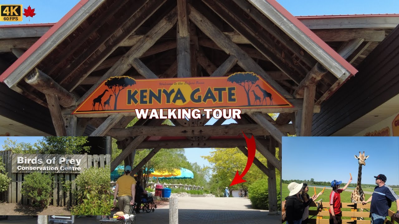 AFRICAN LION SAFARI 2023 | KENYA GATE | WALKING TOUR #foryou #kenya # ...