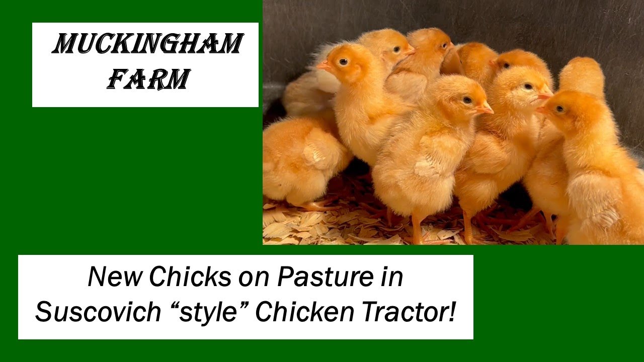 Getting Laying Chicks out on Pasture using John Suscovich "style ...