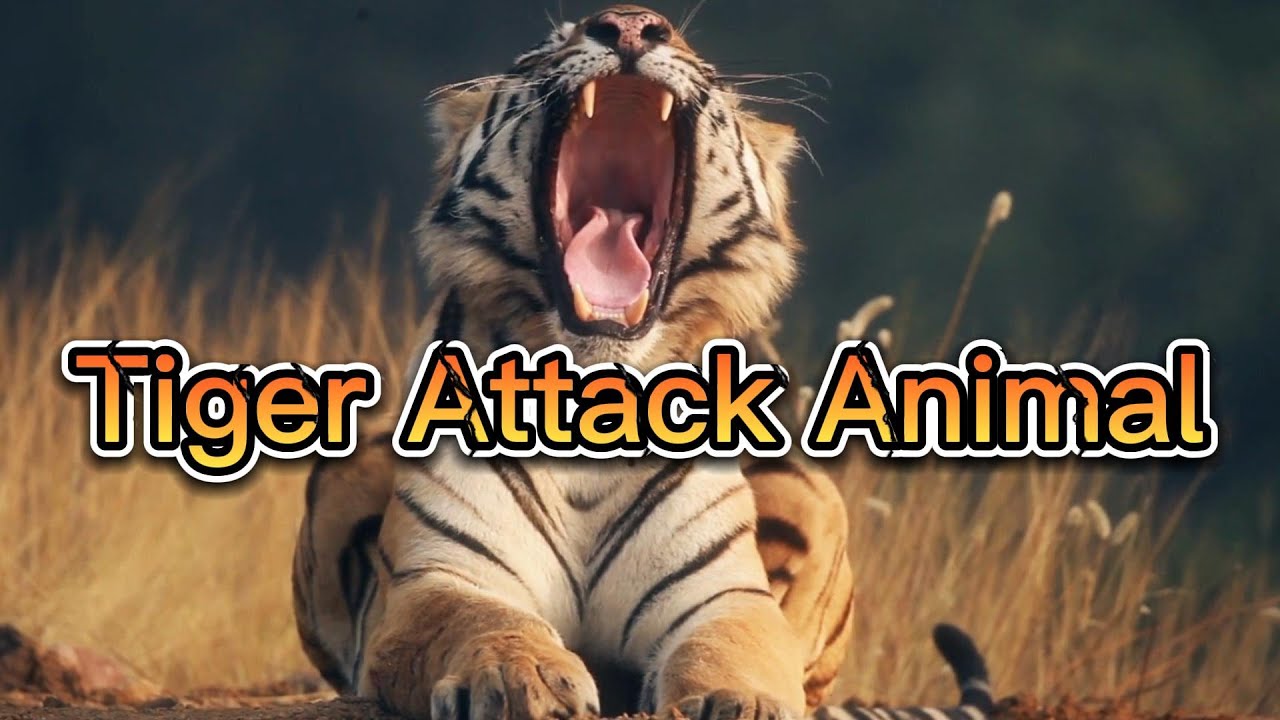 Tiger Attack Animal - YouTube