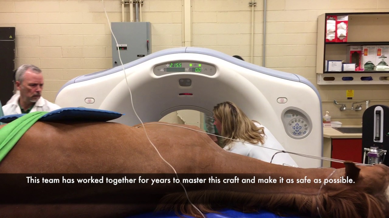 UC Davis Equine CT Scan - YouTube