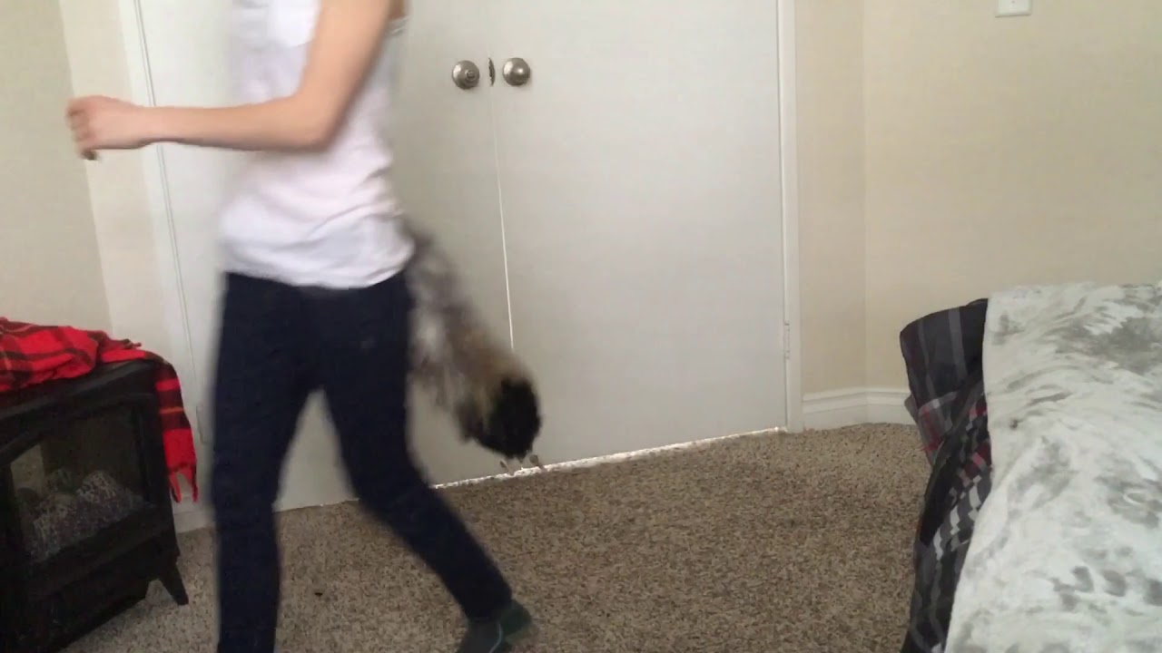 Coyote Yarn Tail Demo - YouTube