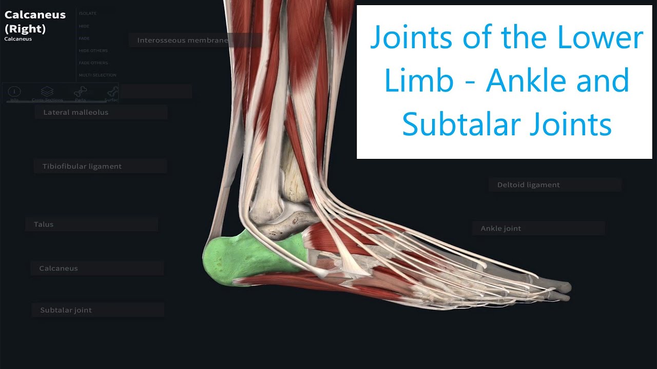 Joints of the Lower Limb - Ankle and Subtalar Joints | Anatomy - YouTube