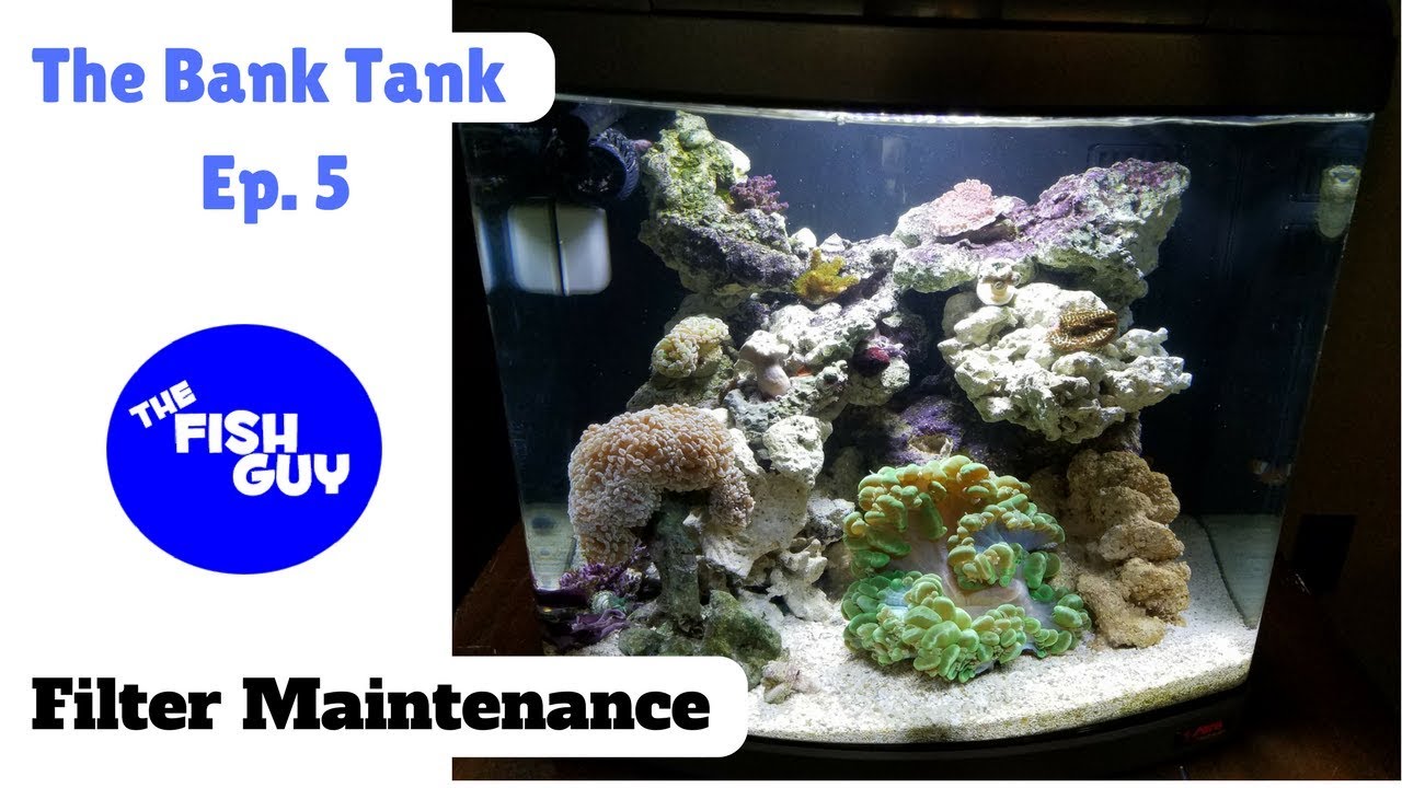 "The Bank Tank" Episode 5 - Filter Maintenance - YouTube