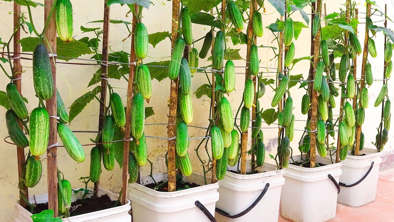 New technique of growing cucumbers in plastic containers for fruit from ...