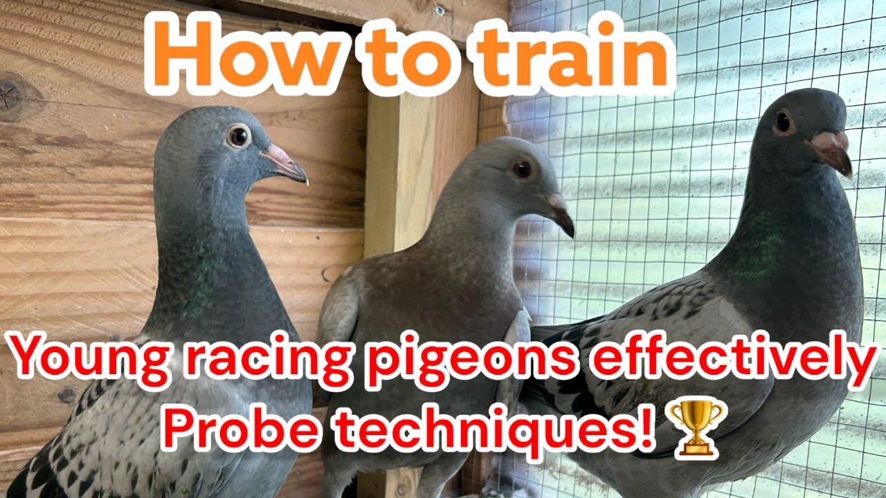 How to Train Young Racing Pigeons 🕊️ Effectively | Proven Techniques 🏆 ...