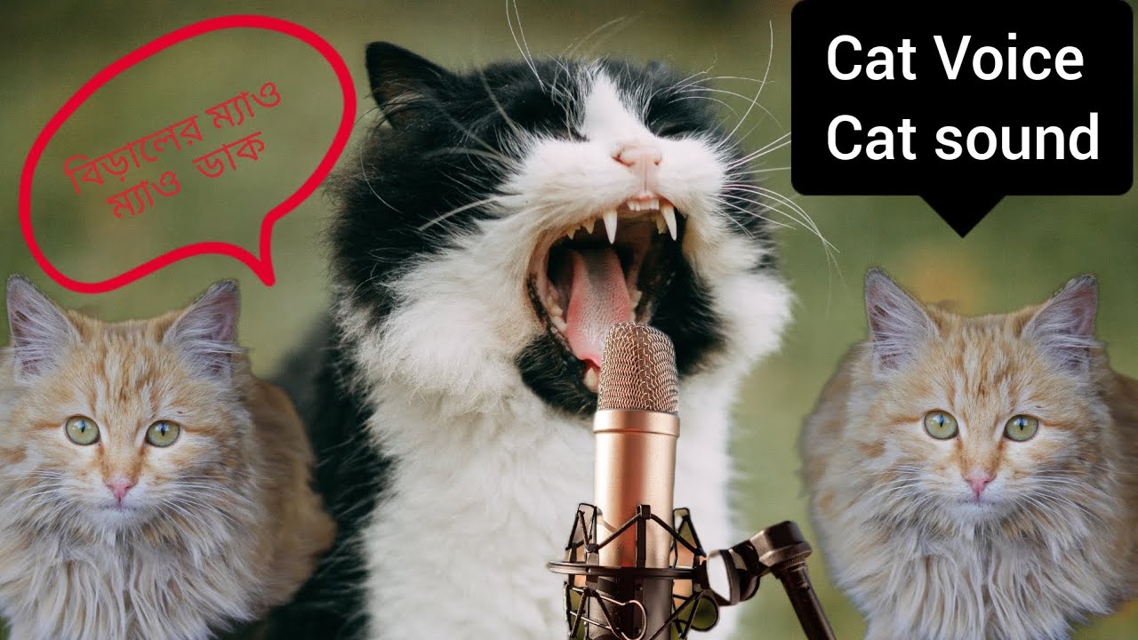 বিড়ালের ডাক!Cat sound!Cat voice! adbi Azan - YouTube