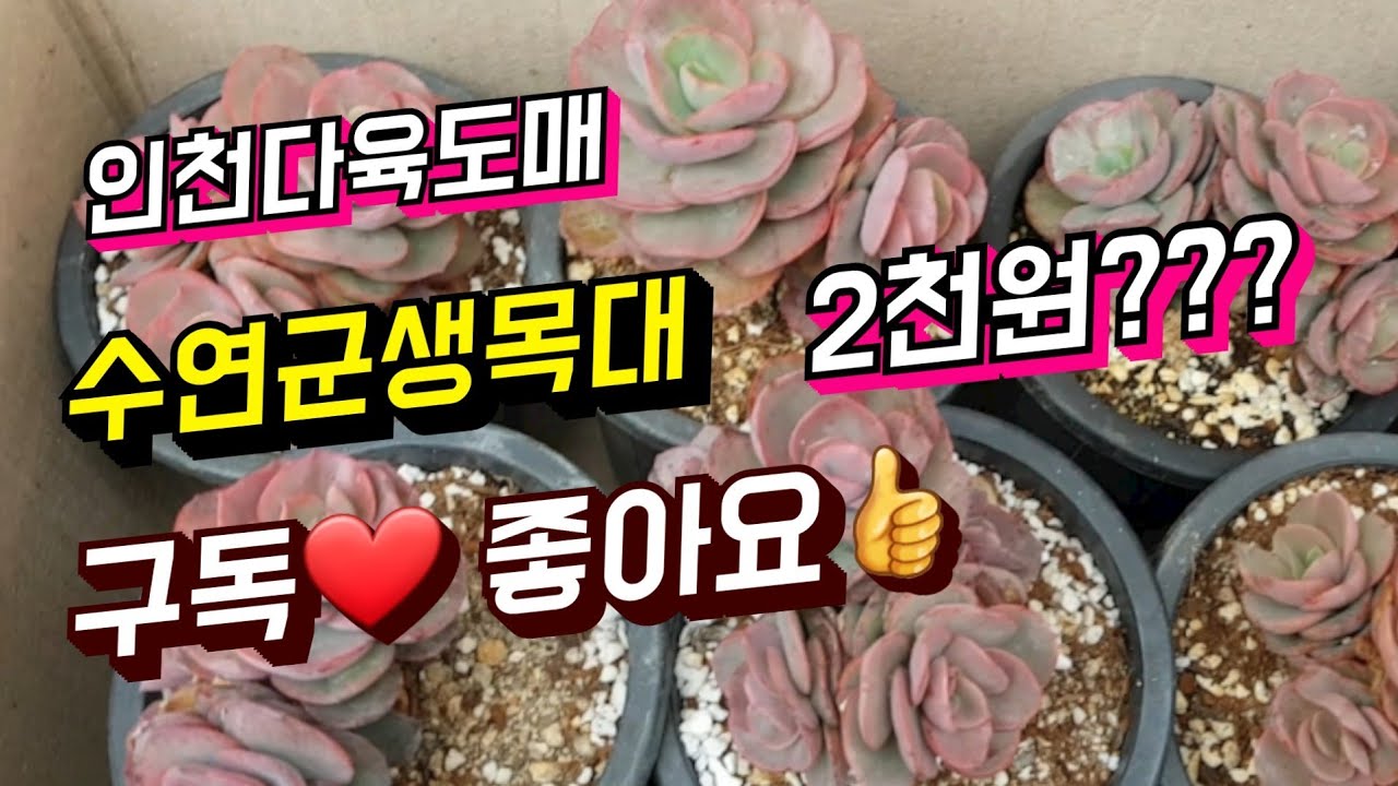 인천다육 신상다육 특가수연군생2천원 인천다육도매다육이싼집다육이세일다육이름다육가격특가상품수연군생천원다육인천에서다육이가장싼집리톱스선인장구독좋아요