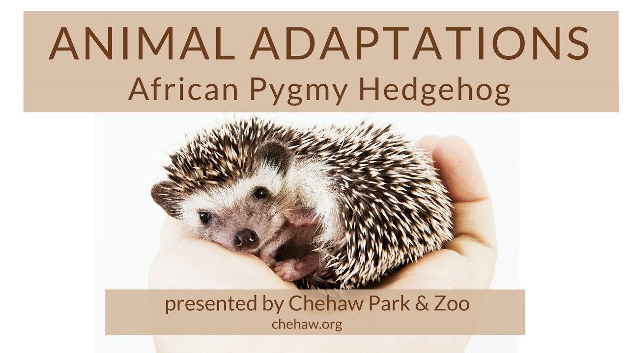 Animal Adaptations: African Pygmy Hedgehog - YouTube