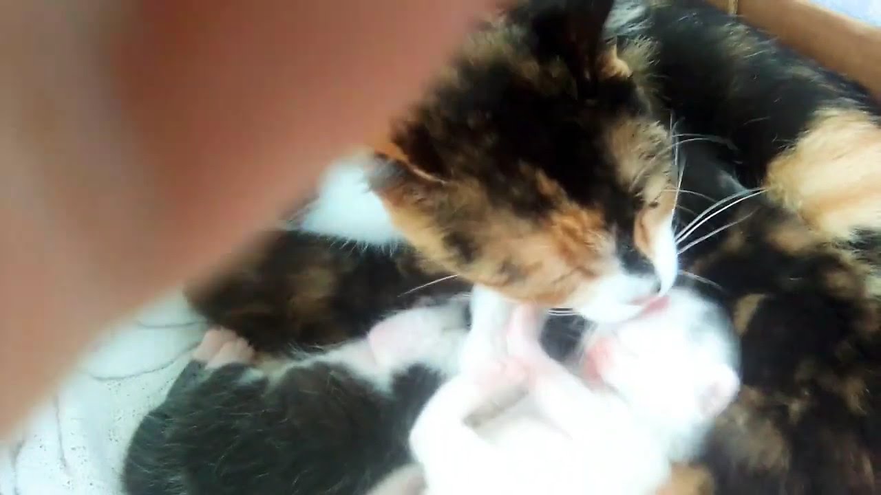 Cbbgbgiljighj kg uh hjhhg NM k gygbh??gug ih hjhhg vnygjhy - YouTube