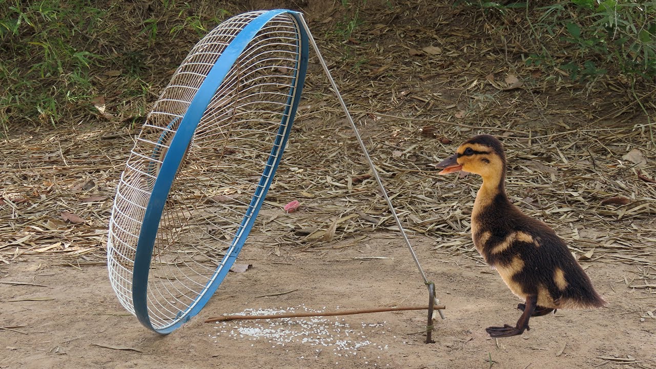 Fast Duck Trap | The Best Creative Bird Traps - YouTube