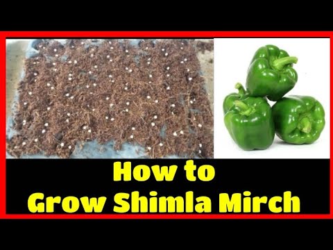 How to Grow Shimla Mirch | Capsicum Grow By Seeds |बीज से उगाएँ शिमला ...
