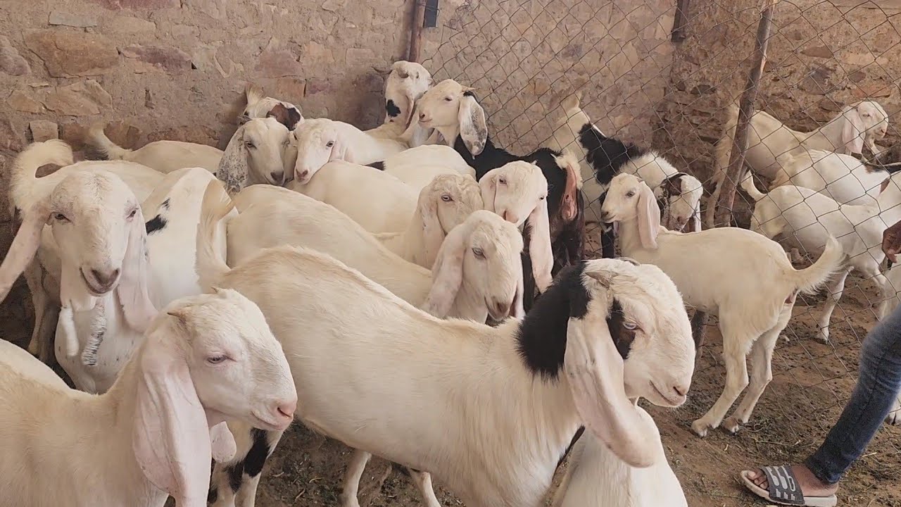Pipad Main Gani Khan Goat Farm Ke Homebreed Sojat Goats | Saste Main ...