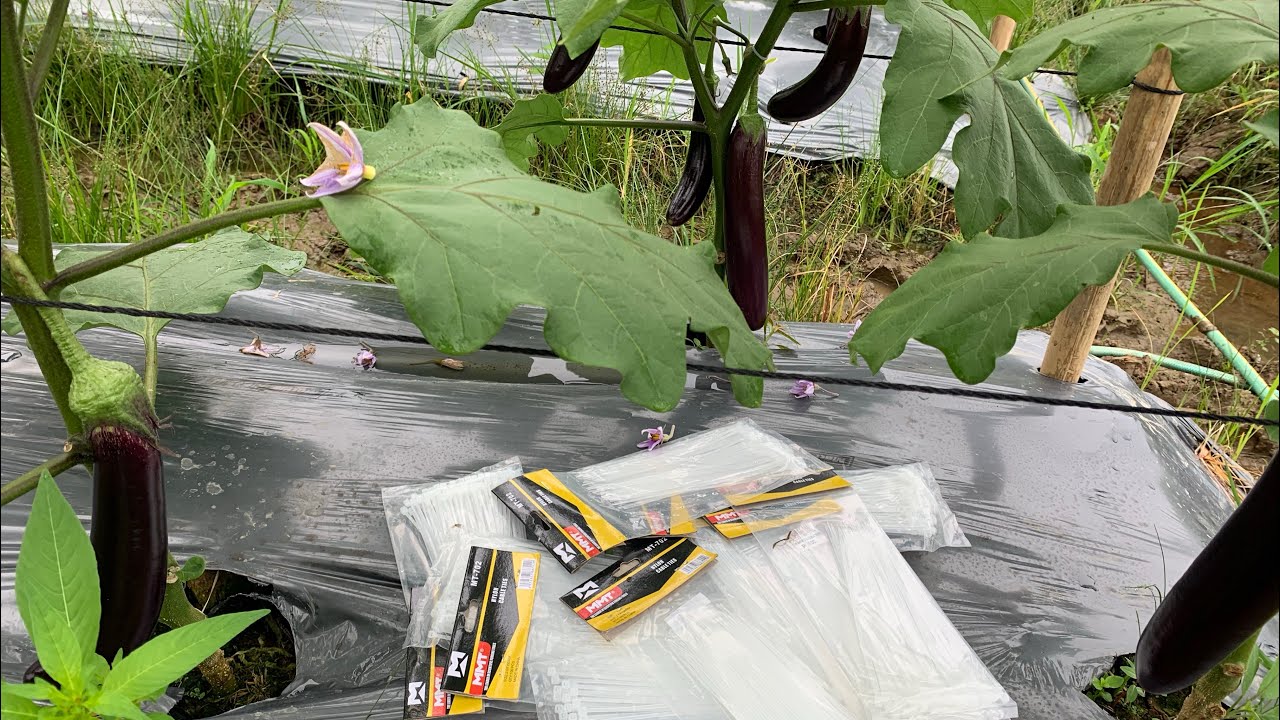 ano nga ba ang gamit kong pang lock sa puno ng talong? (Calixto F1 ...