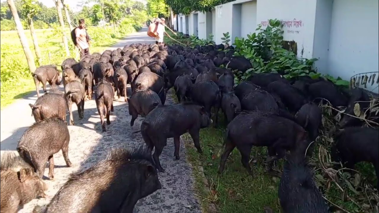 Village wild pigs grazing with grazer.Biggest wild group pigs grazing ...