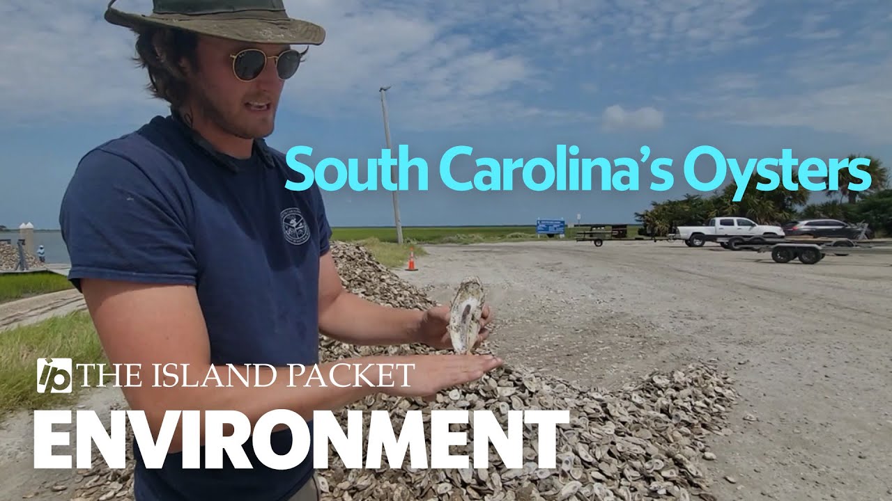 Marine Expert Shows How Lowcountry Oysters Differ From Gulf, Va ...