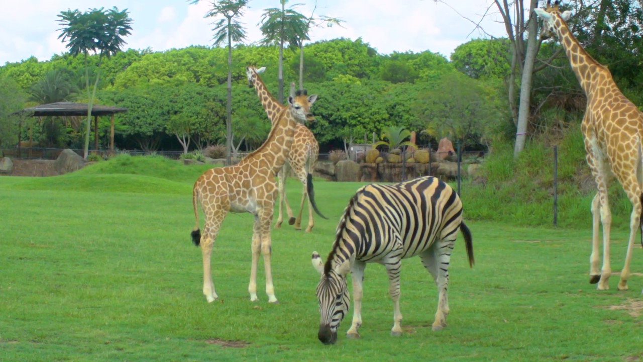 G'day from Australia Zoo's giraffe herd! - YouTube