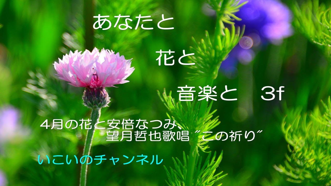 HEALING VIDEOS 3f／あなたと花と音楽と 3f／You and flowers and music No.3f - YouTube