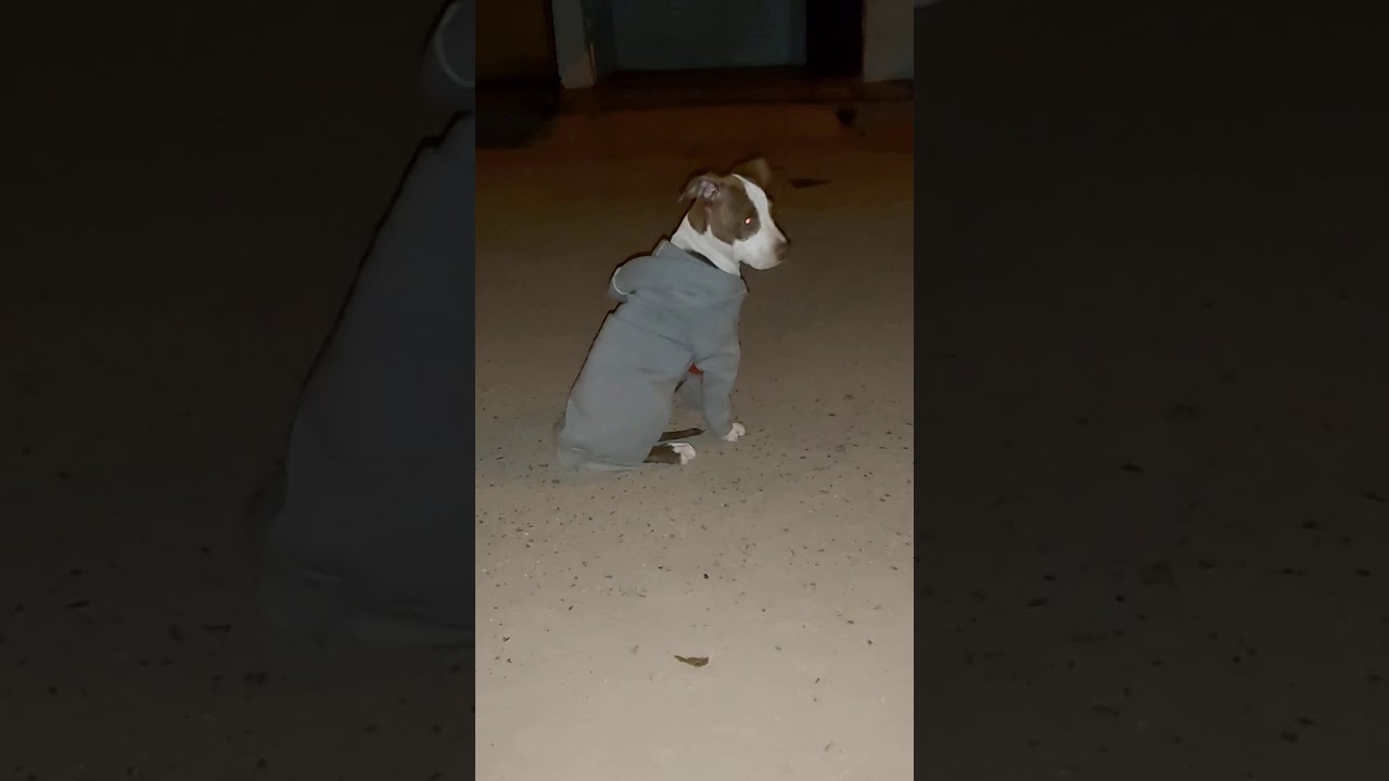 CACHORRO MESTIZO TIPO BULL 4 MESES #BALU - YouTube