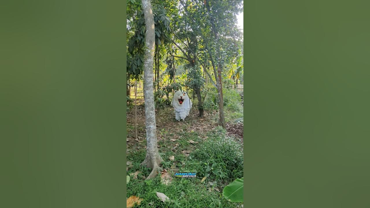 Can macanan keluar dari hutan - YouTube