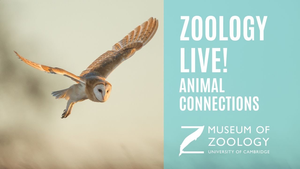 Zoology Live! Animal Connections - YouTube