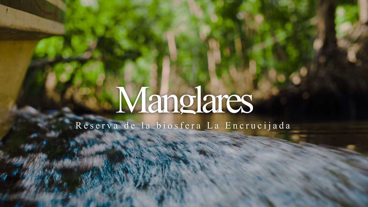 MANGLARES || Acapetahua 3er Dia || VLOG X CHIAPAS - YouTube
