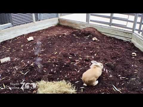 Zoo Science: Bunny Science - YouTube