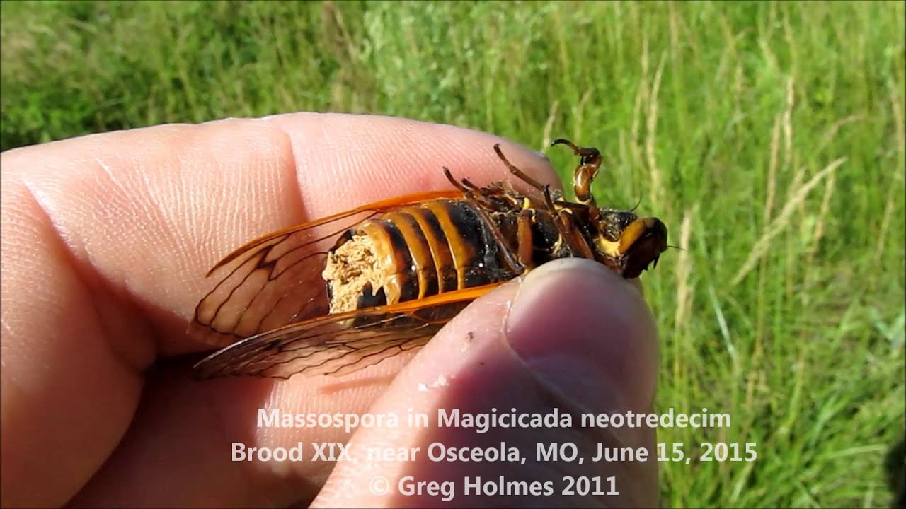 Massospora fungus in Magicicada neotredecim cicada - YouTube